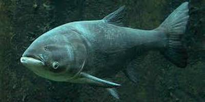 Bighead Carp Guide: Identification, Impact & Control